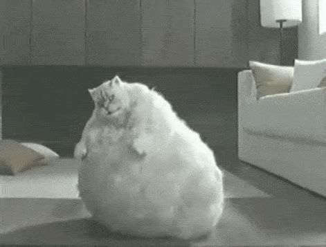Fat Cat  Cen