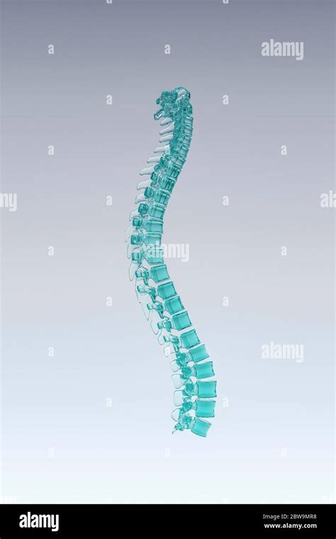 Human Spine Model Stock Photo Alamy