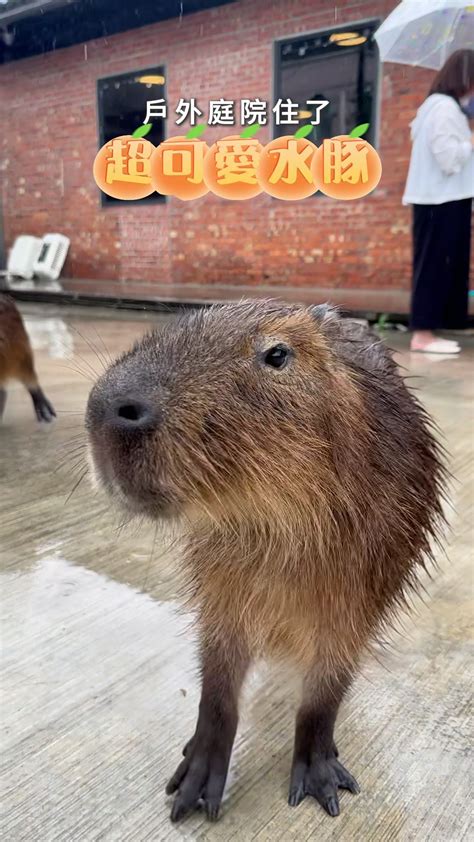 水豚狐獴親子餐廳在新北‼️ 紅磚園邸 紅磚老宅改造而成的工業風義式料理餐廳 健貨小映🐼⁰ ⁴ ¹ ⁴ Ruan Ccc