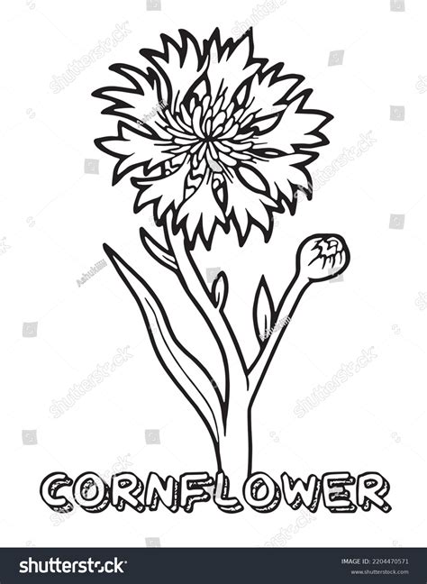 Cornflower Coloring Pageblack White Vector Illustration Stock Vector