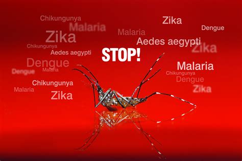 What Is A Vector Borne Disease Mosquitonix®