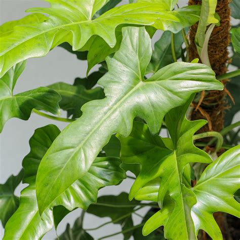 Philodendron Golden Dragon – Silver Cloud