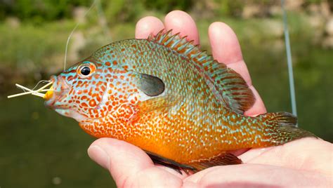 Types Of Sunfish Field And Stream