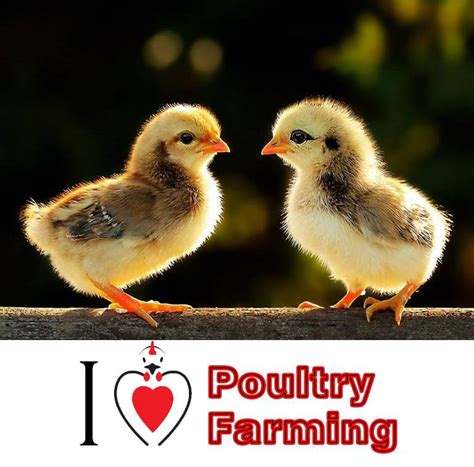 ေမြးျမဴေရးဆိုင္ရာ အခ်က္အလက္မ်ား ႏု႔ိထြက္ ႏြားမမ်ားအတြက္ အစာ ႏြားမမ်ားကို ႏို႔ခန္ းခ်ိန္ တြင္