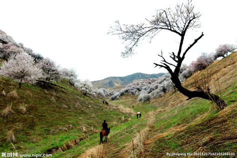 牧童遥指杏花村摄影图 山水风景 自然景观 摄影图库 昵图网