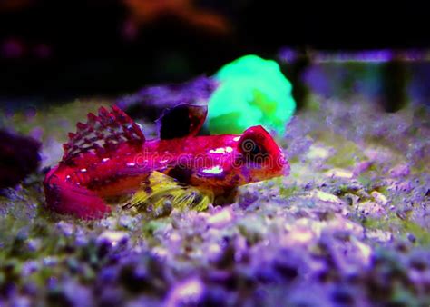 Ruby Red Dragonet Synchiropus Sycorax Stock Image Image Of Lights