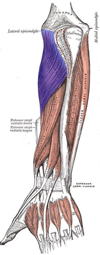Supination Of Forearm With Elbow Extended Anatomy Mcq