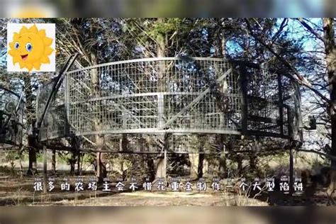 农场主利用巨型陷阱抓野猪一笼子可以抓几十个镜头拍下全过程