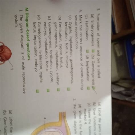 Diagram Based Questions 1 The Given Diagram Is Of Male Reproductive Sys