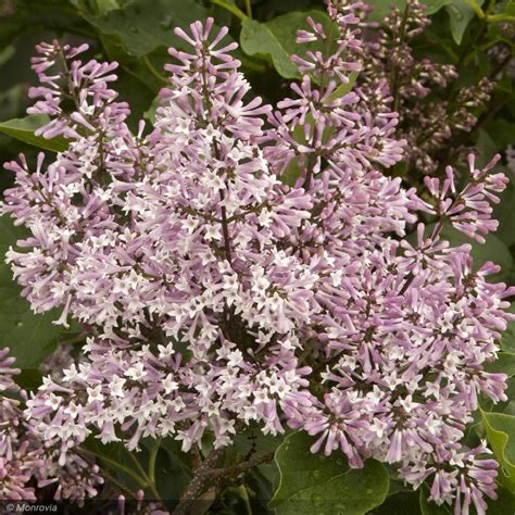 Lilac Miss Kim 5 Greenwood Creek Nursery