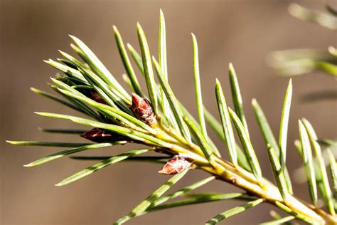 Needle Leaves