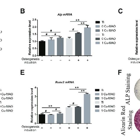 The Osteogenic Ability Of Cu Mao A Osteogenic Related Protein Alp Download Scientific