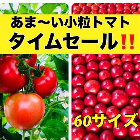 採りたて樹熟‼️桃太郎ファイトトマト‼️あま〜くて病みつき‼️クール便 By メルカリ