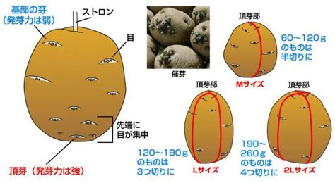ジャガイモの育て方種の検索結果 Yahooきっず検索
