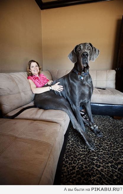 Самая большая собака в мире Пикабу