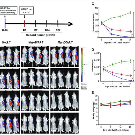 The Expression Of Msln In Cancer Cell Lines Was Detected By Flow Download Scientific Diagram