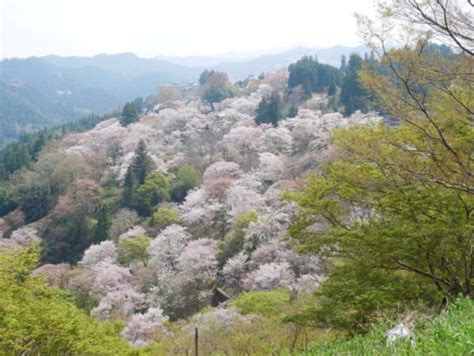 世界遺産でもある吉野の桜は一目千本の豪華さ！寺社巡りは時間との勝負