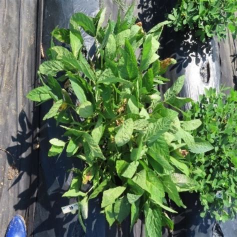 Plant Growth Stage Detection Object Detection Dataset And Pre Trained Model By Project