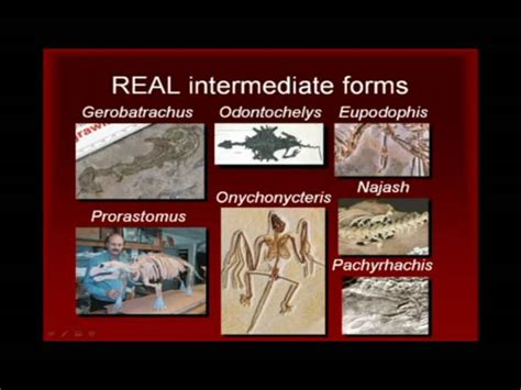 Fossil Record Evolution Fossil Record Evolution