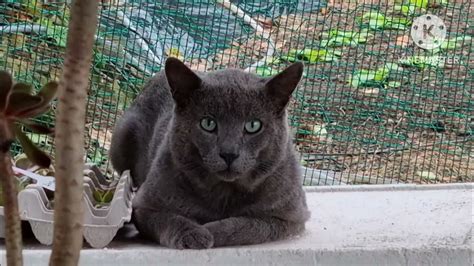 다육하우스에 납시어신 잿빛 냥이 이름을 뭘로 해야하나😸😺 Youtube