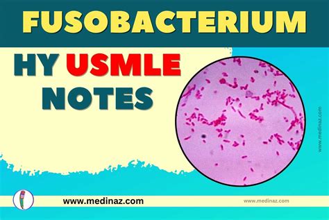 Fusobacterium Usmle Notes