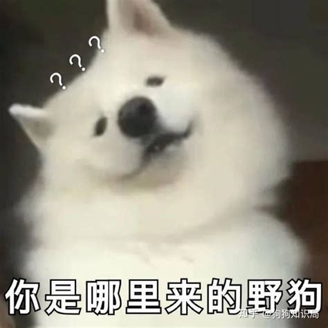 劝你不要养公狗的7个理由这几点太可怕了 知乎