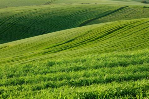 Expansive Rolling Green Fields Premium Ai Generated Image