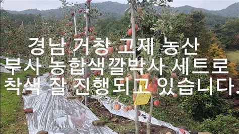 경남거창고제농산부사농합색깔박사세트로착색잘진행되고있음 241028월경남거창고제농산부사 손범규농합농법 농합면역플러스 농합색깔박사세트 가조농약종묘사 상담