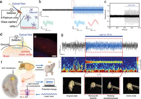 A The Device For Recording Neuronal Spikes In Vivo B The Spikes And