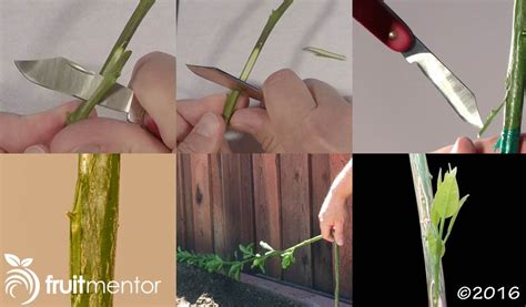 Grafting Lemon Trees Successfully Grafting Fruit Trees With The T Bud