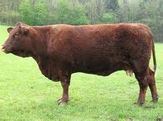 Red Devon Cattle