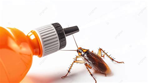 Spray Insecticide And Cockroach Isolated On White Background Closeup Hairy Contamination