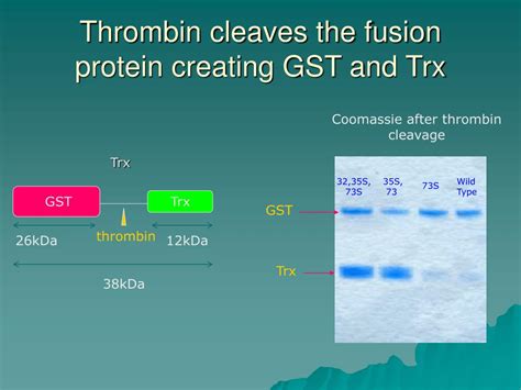 Ppt Structural Interaction Of Thioredoxin Trx And Thioredoxin Interacting Protein Txnip