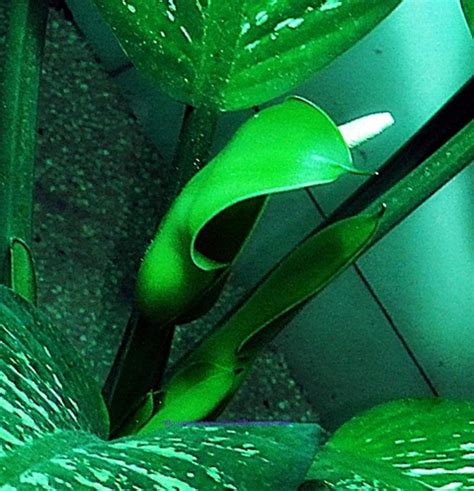 ดอกสาวน้อยประแป้ง Gotoknow