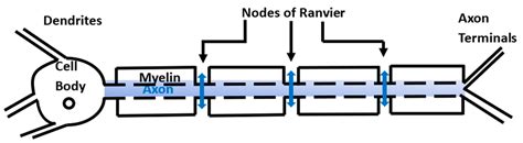 Nodes Of Ranvier Neuron