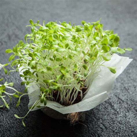 Microgreens ‘lettuce Light Crunch For Sandwiches Mybageecha