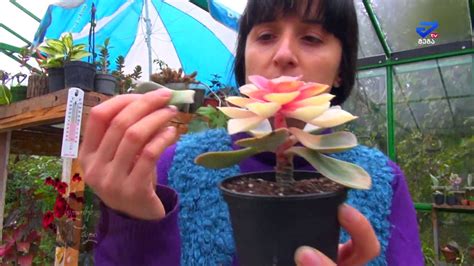 როგორ მოვუაროთ და გავამრავლოთ ექევერია რეინბოუ რჩევები სალომეს ბაღი სგან Youtube