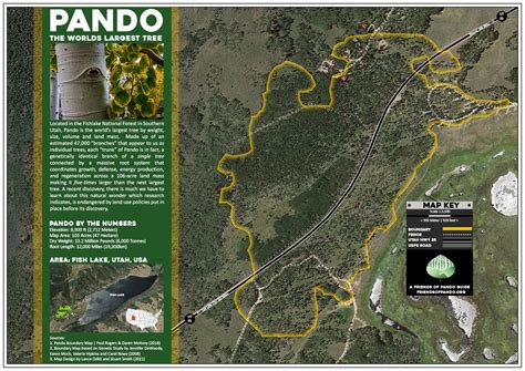 The Pando Tree A Guide To All Things Pando Friends Of Pando