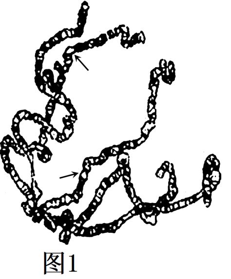 果蝇唾腺染色体 如图1 是唾腺细胞分裂永久停留在间期时细胞核中出现的巨型染色体 属于多线染色体。果蝇的多线染色体都是经过大约9个循环的复制产生的 新的复制体总是沿其全长 百度教育