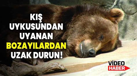 Kış Uykusundan Uyanan Bozayılardan Uzak Durun Afyon Haber Odak
