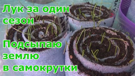 Выращивание лука за один сезон из семян Подсыпание земли в самокрутки улитки Youtube