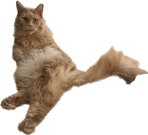 Iphones New Object Isolation Feature Is Especially Great For Cat