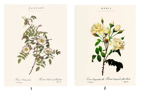 Botanical Rose Book Page Art Print Vintage Floral Wall Decor Unique