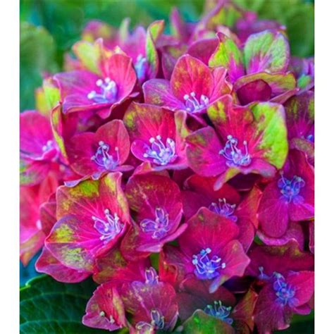 Rare Hydrange Macrophylla Flower Seeds Home Gardening Darazpk