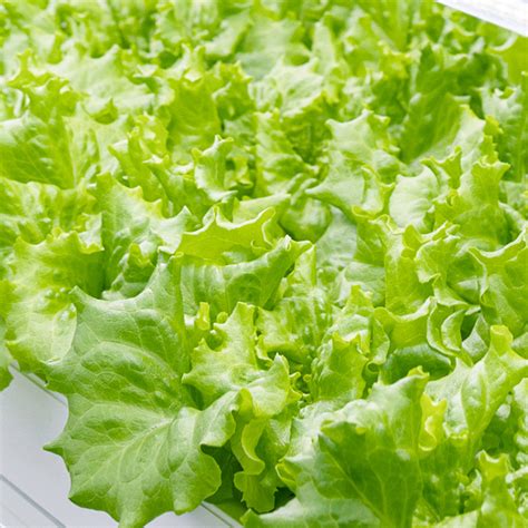 바타비아 2kg 유기농 무농약 수경재배 채소 식물성