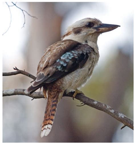 Biomimetics Free Full Text Kookaburra Optimization Algorithm A New Bio Inspired