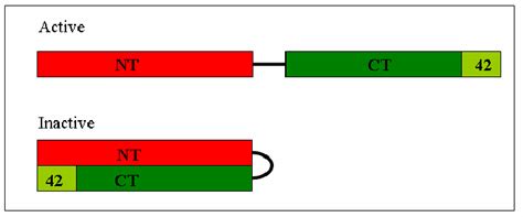 Proposed Autoinhibitory Intramolecular Interaction Between The