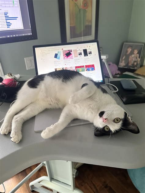 Oc Lil Bug Just Chilling On My Keyboard R Aww