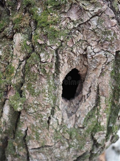Hole In Tree Trunk Bird Nest Stock Image Image Of Wood Biology 233856795