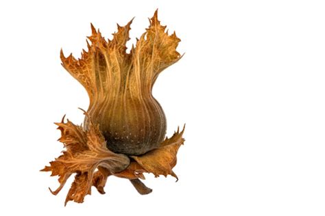 흰색 배경에 고립 된 잘 익은 껍질을 벗기지 않은 헤이즐넛 0명에 대한 스톡 사진 및 기타 이미지 0명 가을 건조한 Istock